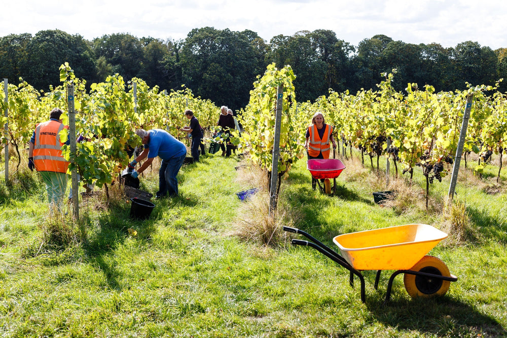 Join our team ! - fortyhallvineyard